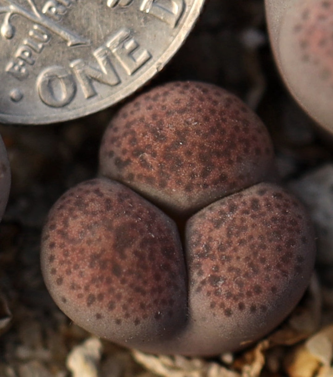 Plant -1- Lithops Localis ‘pink’ Trident - Etsy
