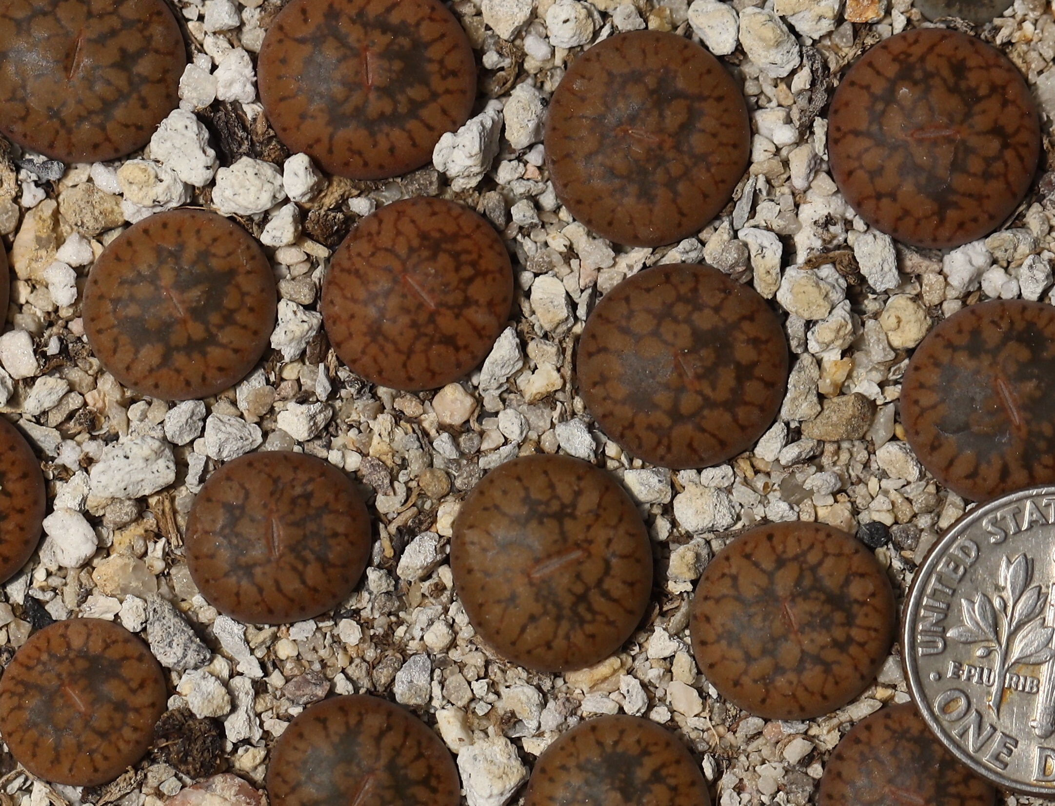 Plant -1- Lithops Aucampiae - Etsy