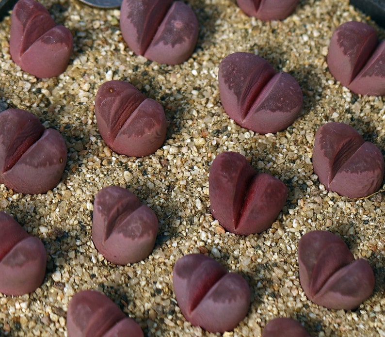 Plant 1 lithops Optica 'rubra' C81A - Etsy