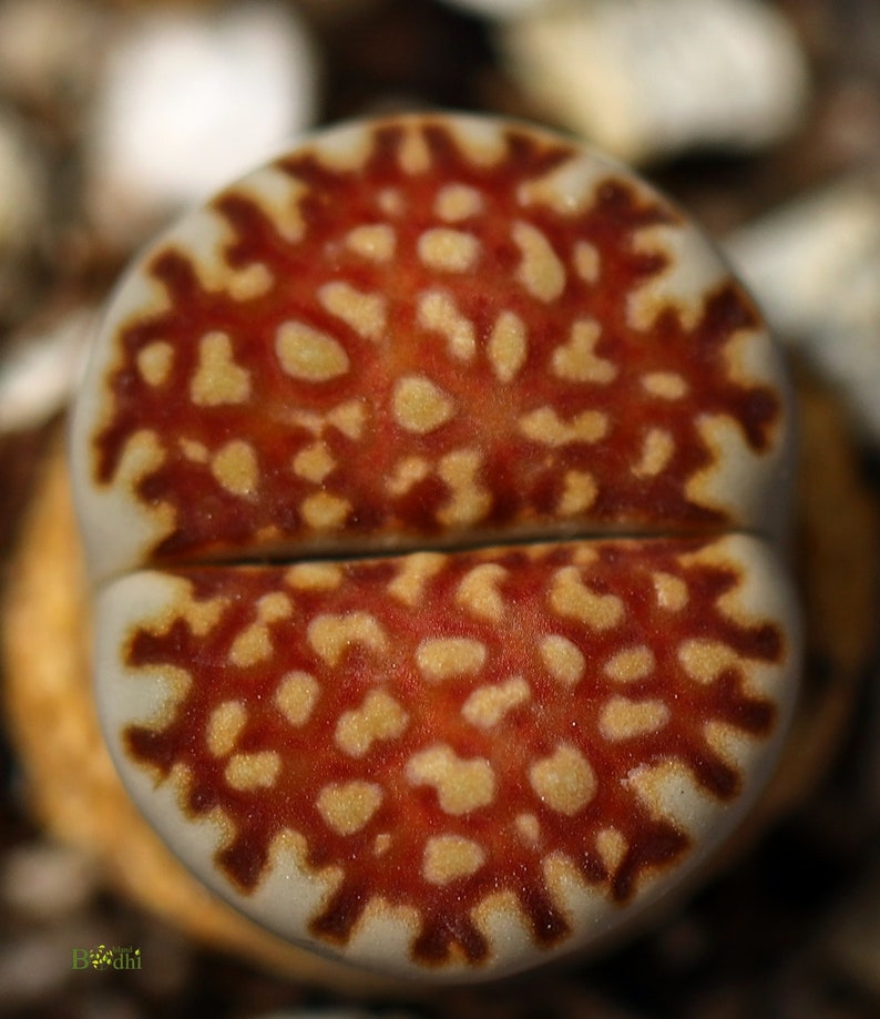 SEEDS Lithops Julii 10seeds 'red Flare' C259 - Etsy