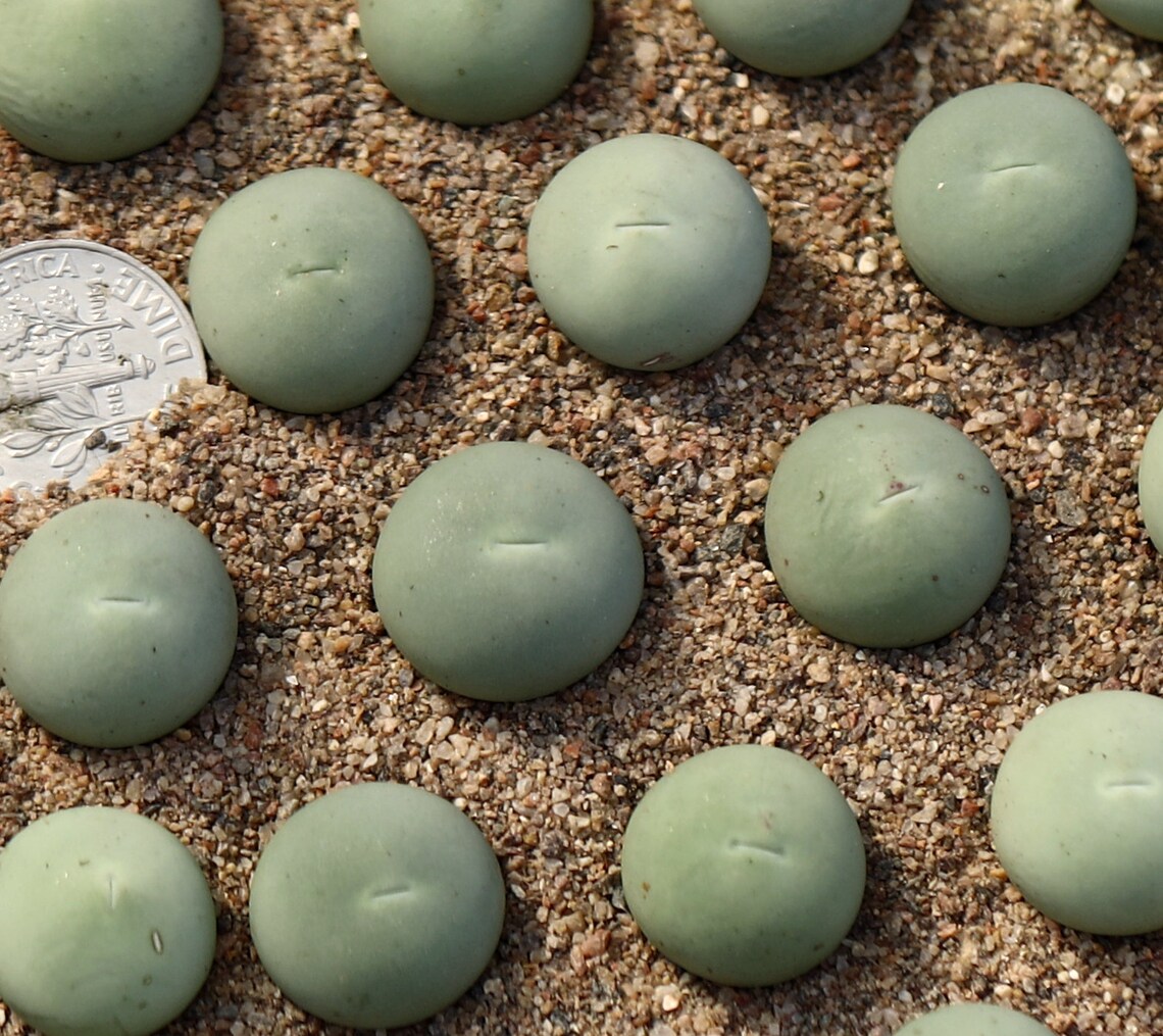 Plant-1 Conophytum Calculus - Etsy