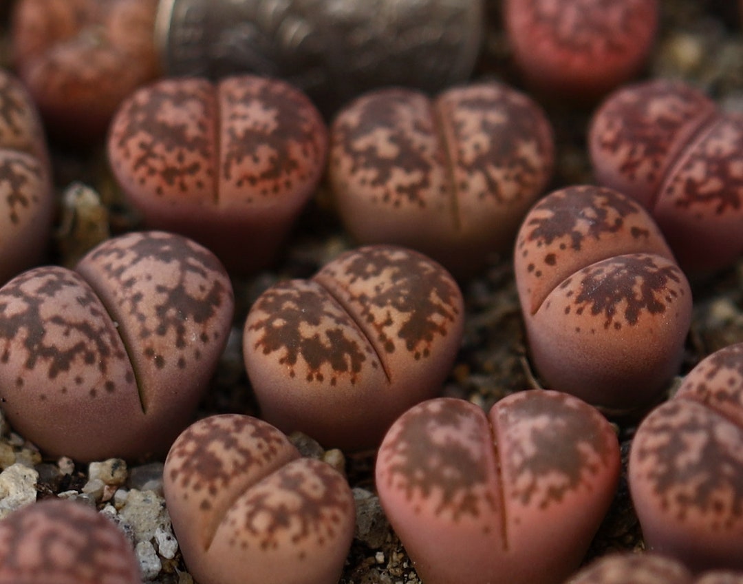Plant-1- Lithops Gesineae "pink" - Etsy