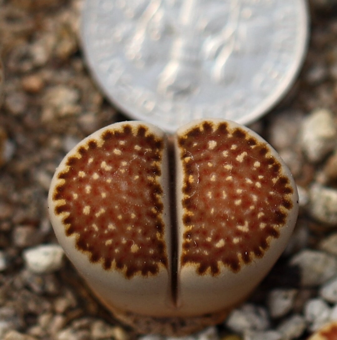 Plant Lithops Julii C259 red Line - Etsy