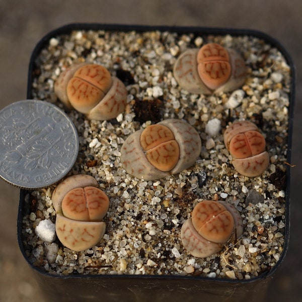 Lithops Live Plant - Etsy