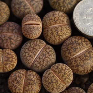 Plant -1- Dinteranthus.vanzylii × L.lesliei Dinterops “stonesthrow” - Etsy