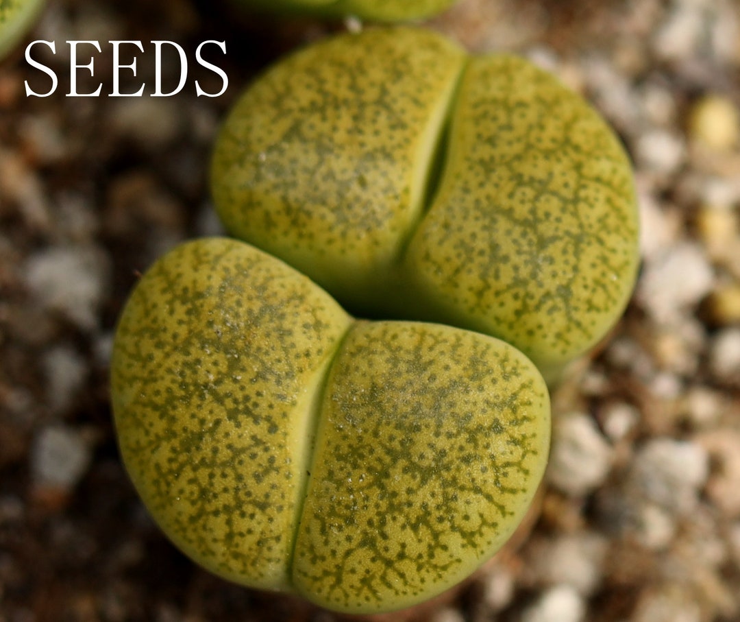 SEEDS- Dinterops ‘’green‘’ Dinteranthus Vanzylii × Lithops Lesliei ...