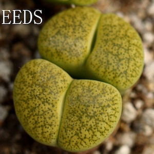 SEEDS- Dinterops ‘’green‘’ Dinteranthus Vanzylii × Lithops Lesliei ...
