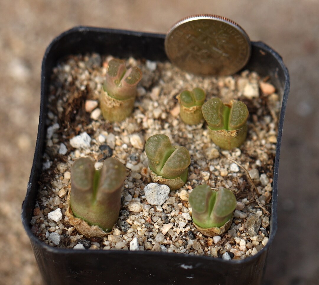 Plants- Full Pot- Conophytum Caroli Banke - Etsy