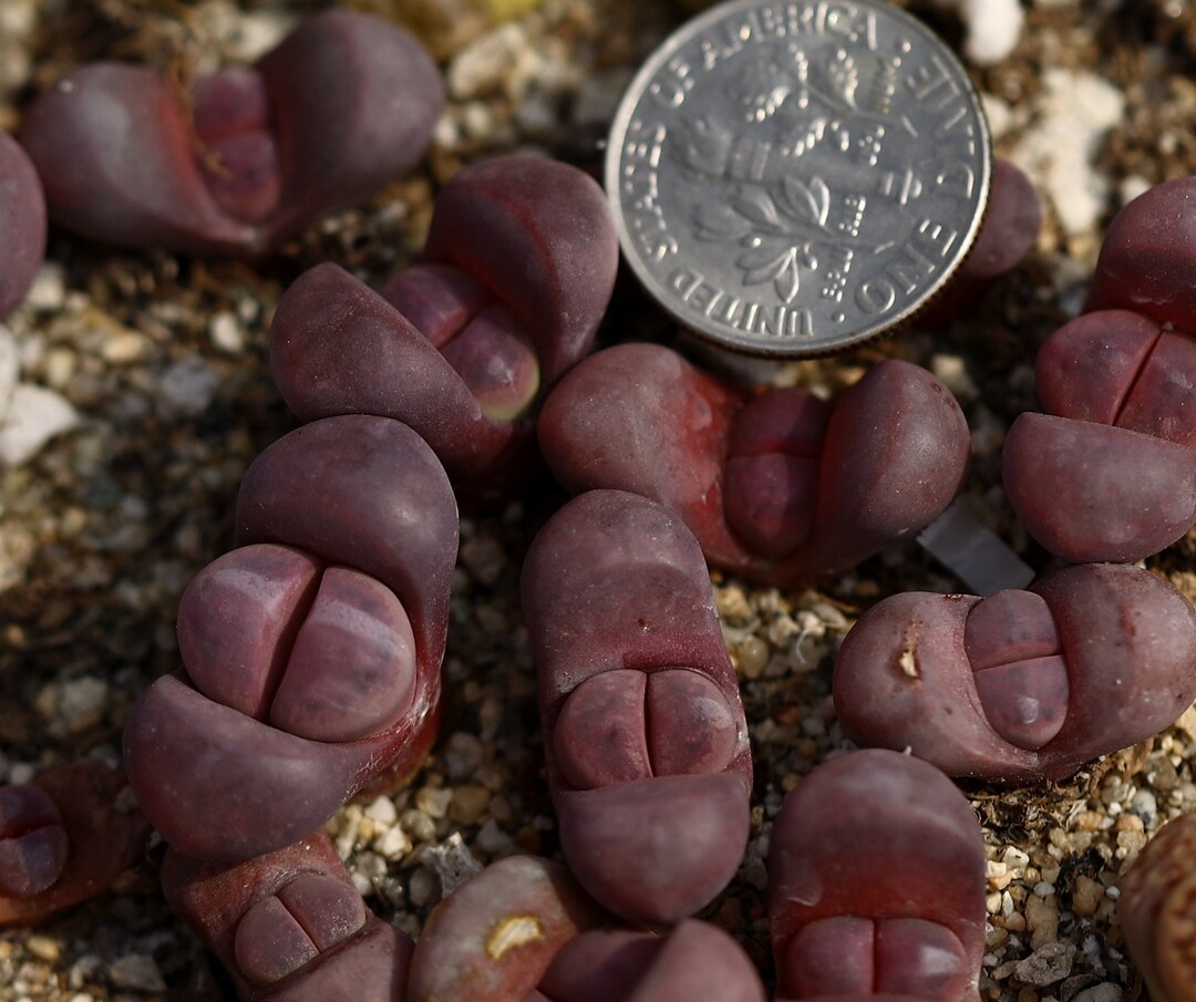 Plant -1- Lithops Meyeri 'hammeruby' C272A - Etsy