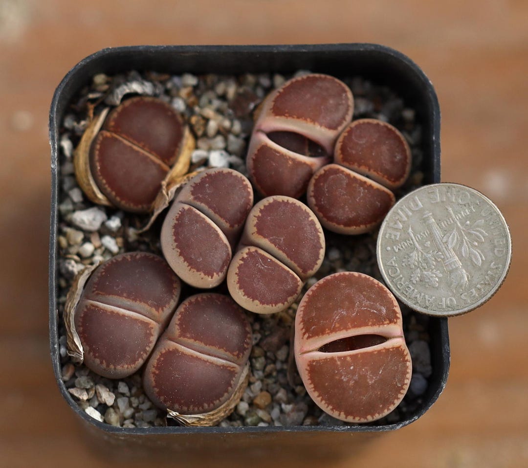 Plant-full Pot- Lithops Aucampiae Kokerboom ‘KO’ - Etsy