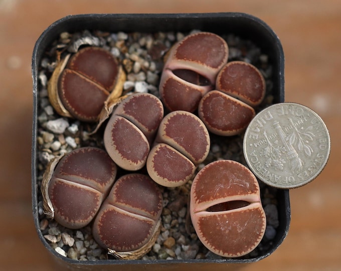 Lithops Aucampiae Rudesheim Ruby - 1 Plant - Etsy