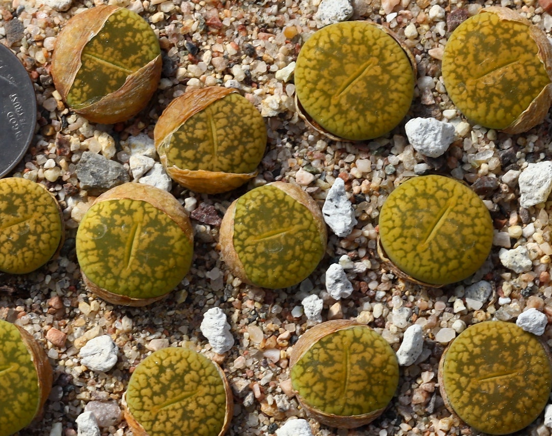Plant - One - Lithops Aucampiae 'jackson’s Jade' C395 - Etsy