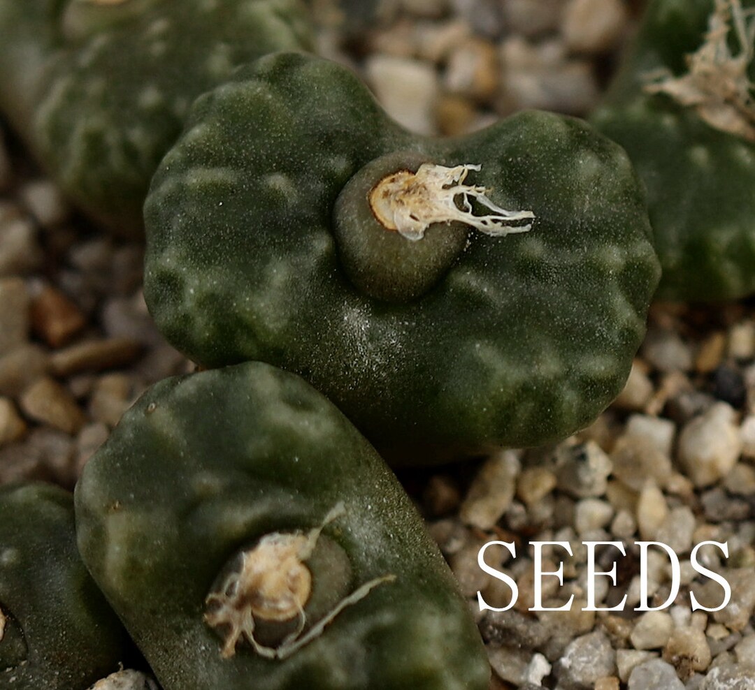 SEEDS -conophytum Youngii 5 Seeds - Etsy