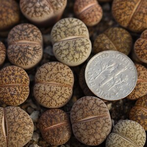 Plant -1- Dinteranthus.vanzylii × L.lesliei Dinterops “stonesthrow” - Etsy