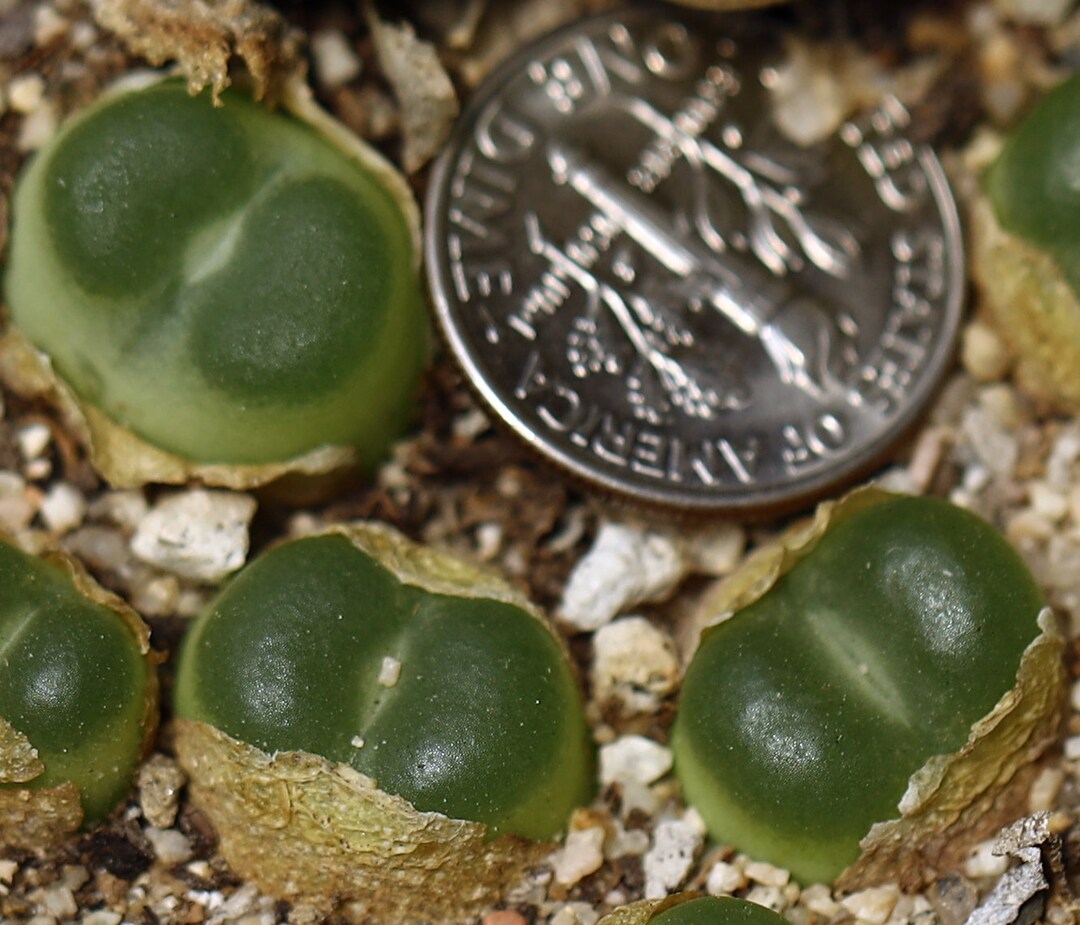 Plant-one-conophytum Ratum Horn - Etsy