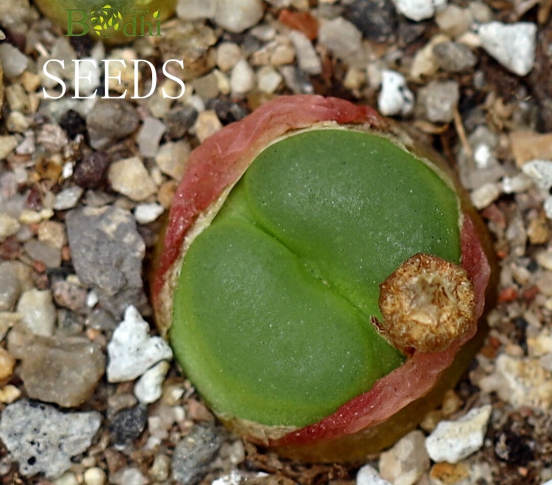 SEEDS - Conophytum Ratum SH1200 15seeds - Etsy