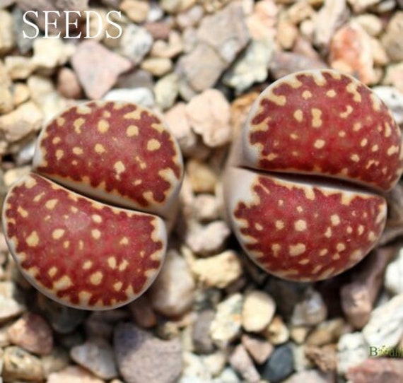 SEEDS Lithops Julii 10seeds 'red Flare' C259 | Etsy