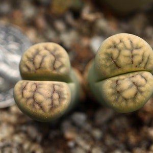 Plant Lithops Karasmontana 'avocado Cream' C370A - Etsy