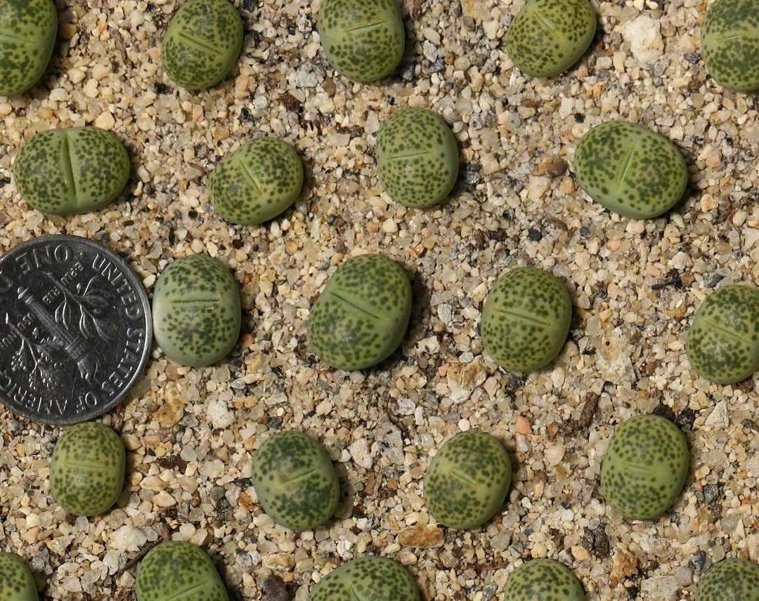 Plant -1- Lithops Localis 'green Sandpoort' - Etsy