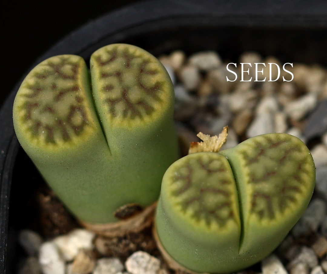 SEEDS- Lithops Karasmontana C370A 'avocado Cream' 15seeds - Etsy