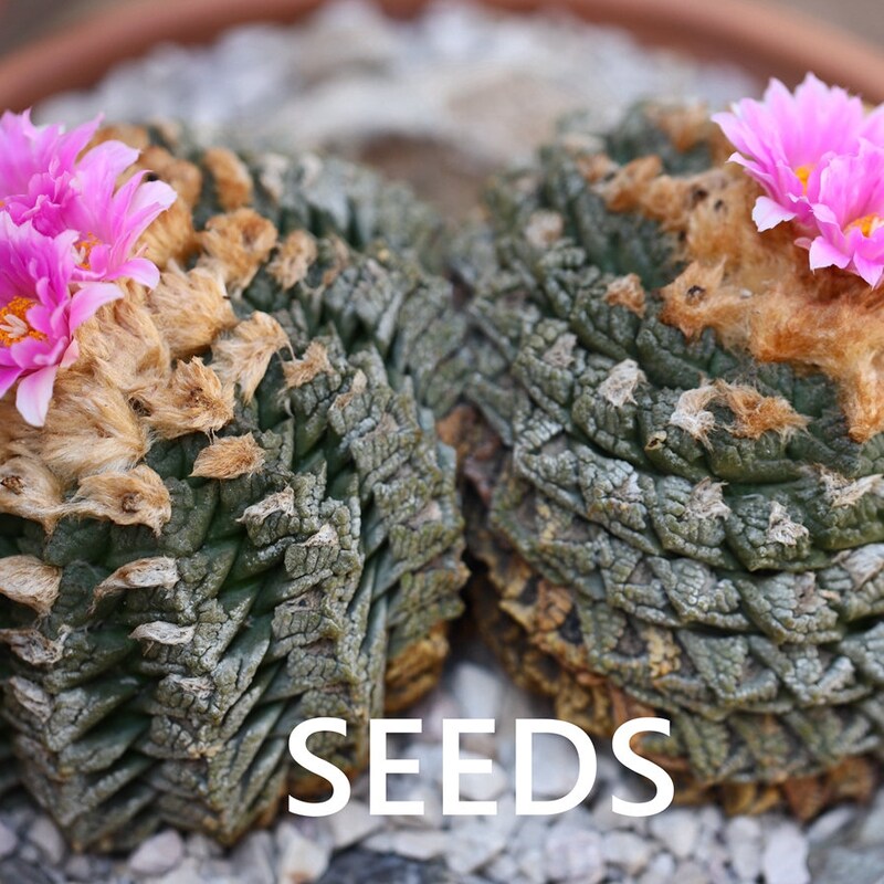 Astrophytum Seeds - Etsy