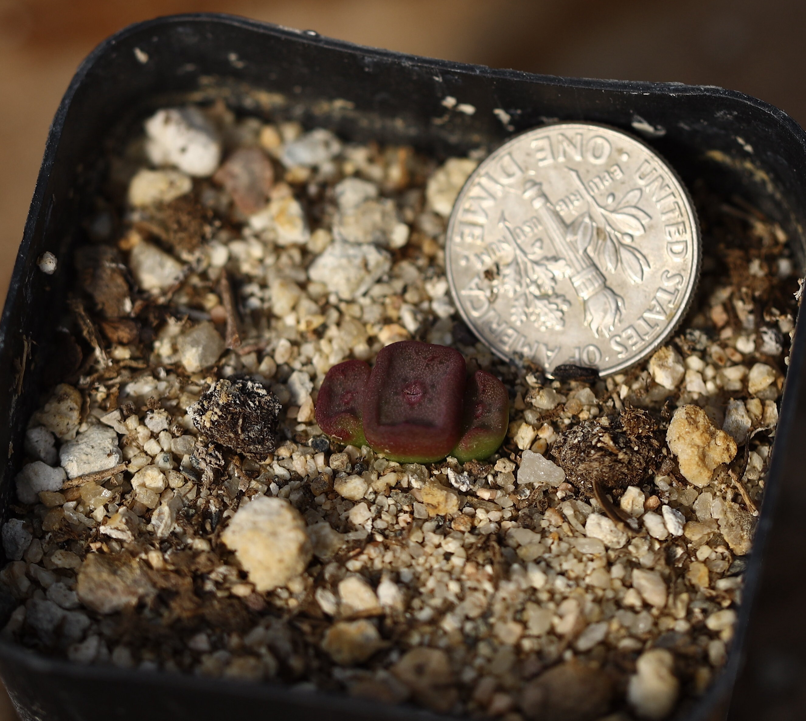 Plant Full Pot Conophytum Cubicum - Etsy