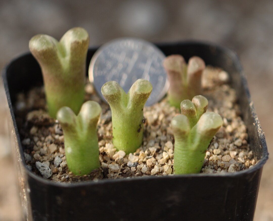 Plants Full Pot Conophytum Caroli Banke - Etsy