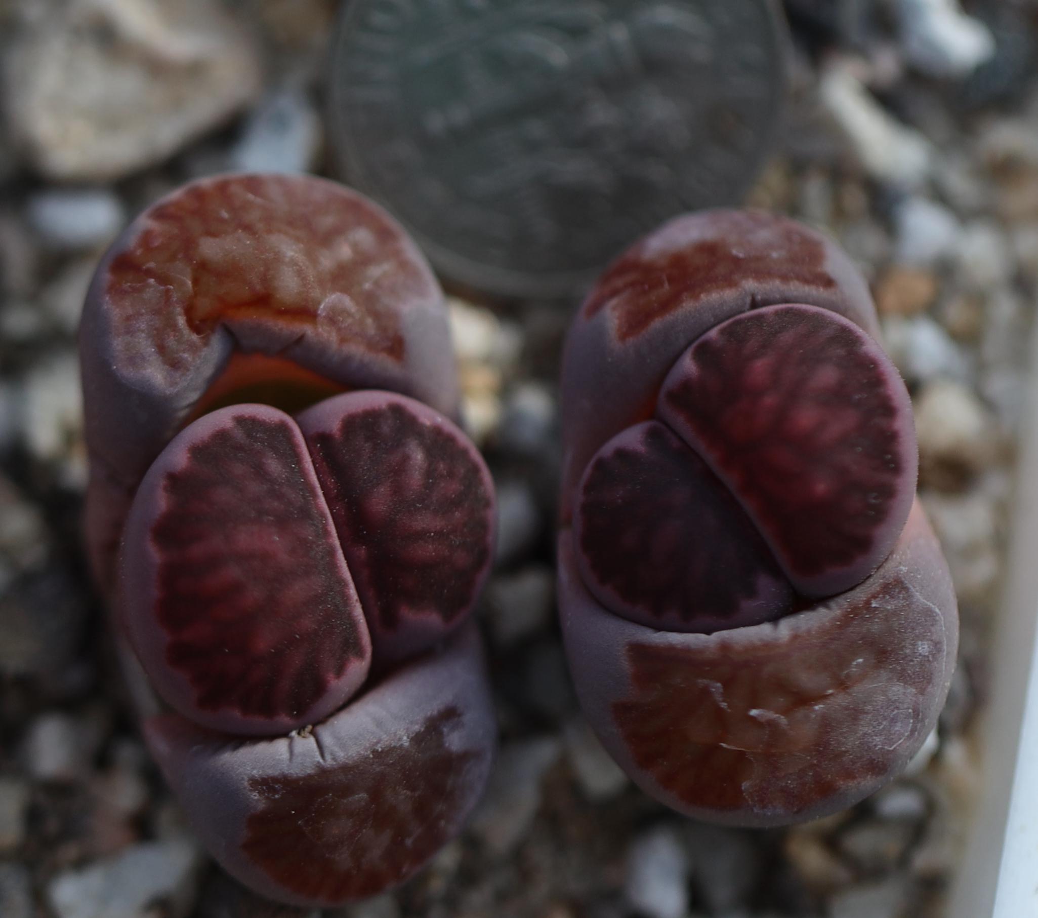 Plant-double-headed- Lithops Julii ‘kikusiyo Giyoku’ Purple - Etsy