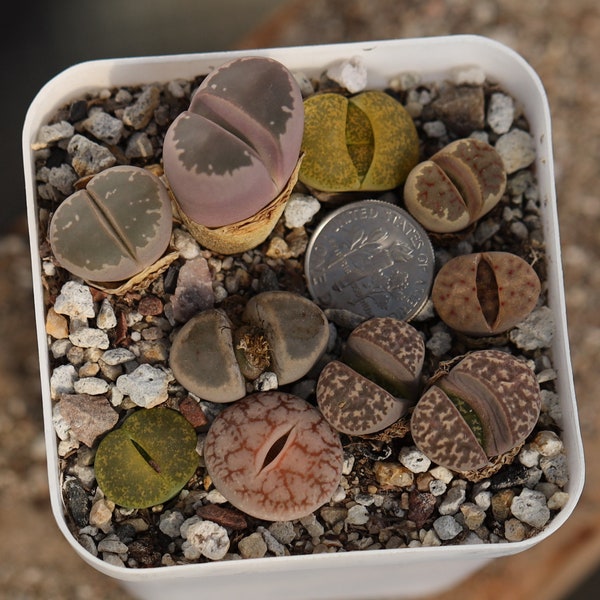 Lithops Live Plant - Etsy