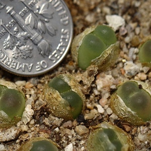 Plant-1- Conophytum Ratum SH1200 - Etsy