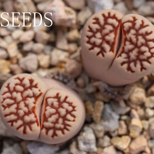 SEEDS Lithops Julii 10seeds 'red Flare' C259 - Etsy