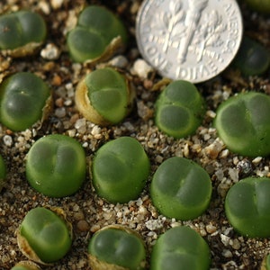 Plant-one-conophytum Ratum Horn - Etsy