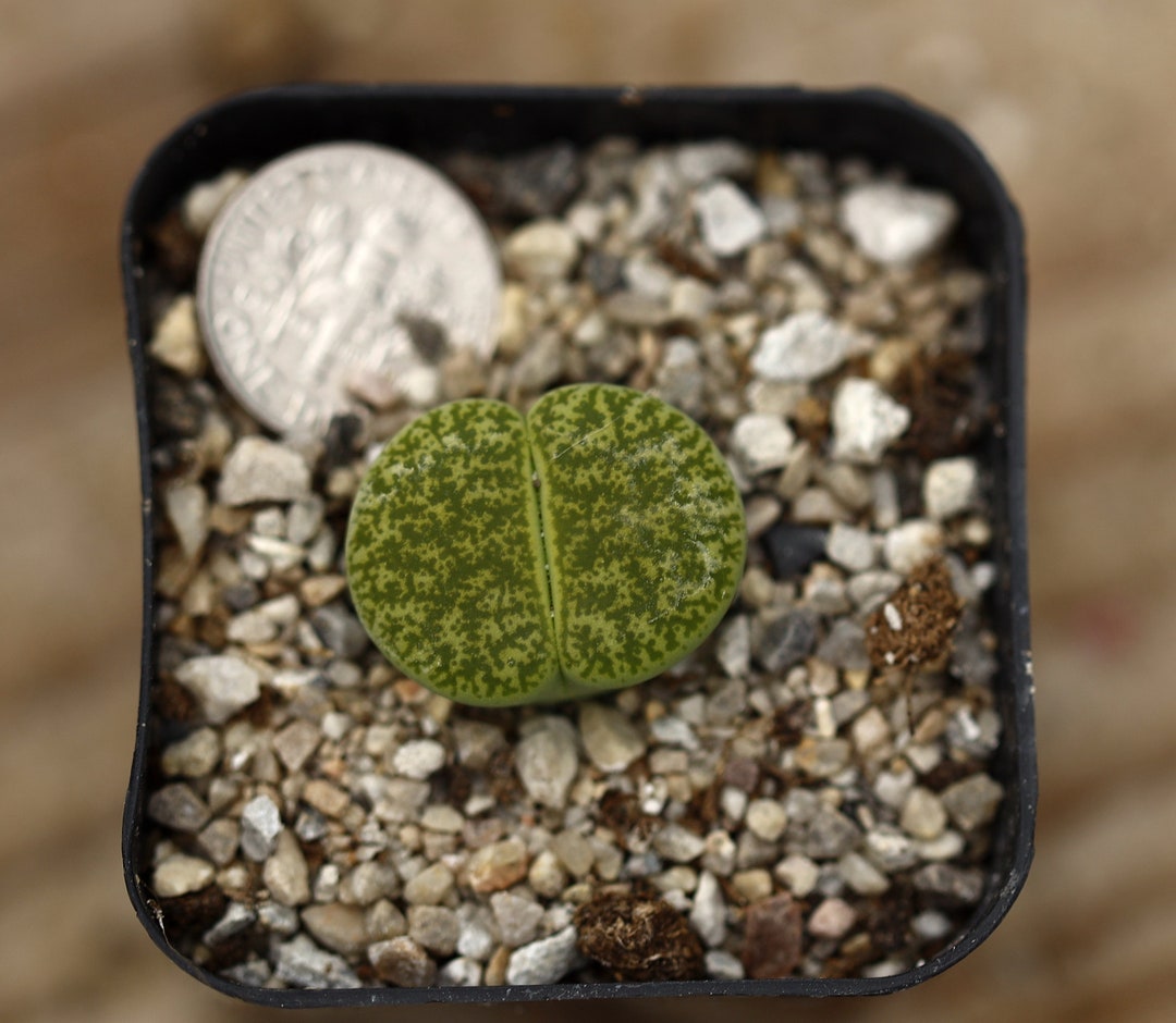 Plantes-Dinterops ''vert'' Dinteranthus - Etsy France