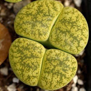 SEEDS- Dinterops ‘’green‘’ Dinteranthus Vanzylii × Lithops Lesliei ...