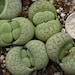Plant -1-dinterops（ D.vanzylii × “fred's Redhead”） - Etsy