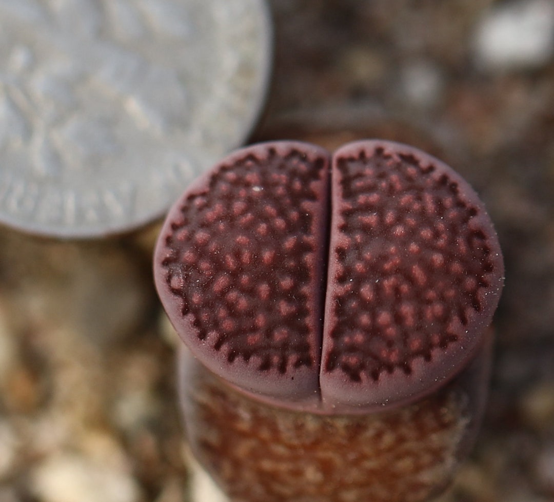 Plant - One- Lithops Hallii ’purple' - Etsy