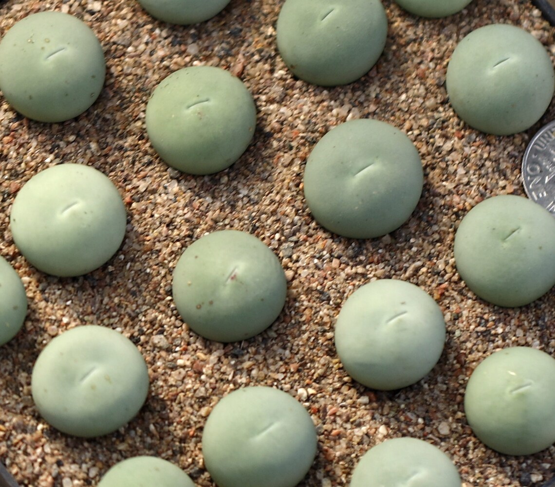 Plant-1 Conophytum Calculus - Etsy