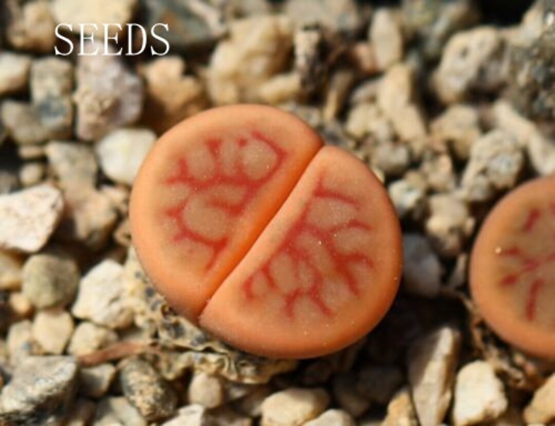 SEEDS - Lithops Schwantesii PVB8347 10seeds - Etsy