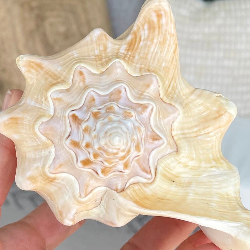 SanibelCoralandShell - Etsy
