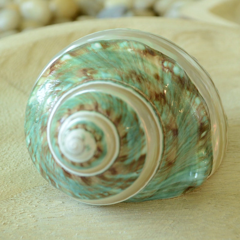 Green Seashells - Etsy