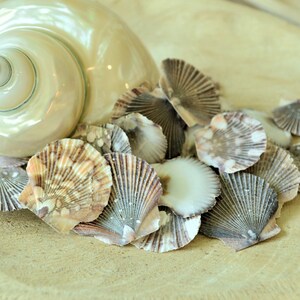 Baby Flat Seashells 1-2" YOU PICK QUANTITY Speckled Scallops Craft ...