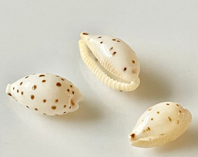 Rare Cypraea Punctata Spotted Cowrie Display Shell 10mm-14mm. 3/8"-1/2 ...