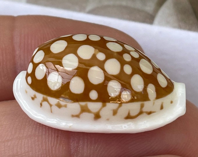 Cowrie Shells, Small Shells, Bulk Shells, Beach Decor, Seashells ...