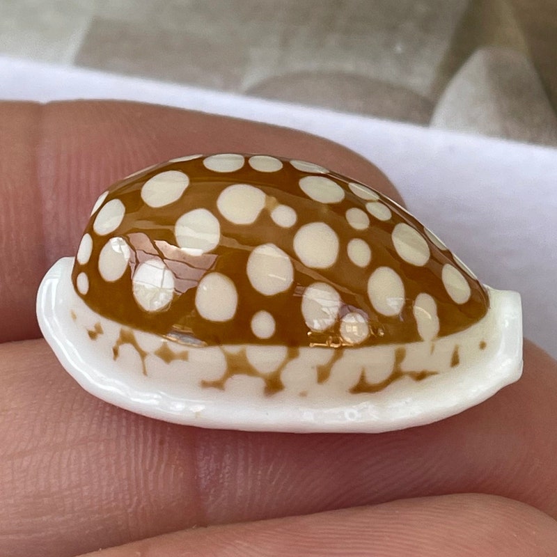 Rare Shells - Etsy