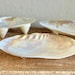Mixed White Seashells Beach Wedding Decor Sea Shells Assorted Display ...