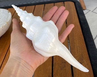 HUGE Vintage White Lightning Whelk Conch Seashell X-large 10-12" Shell ...