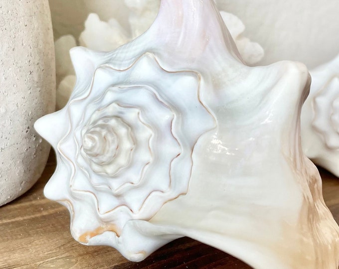 HUGE Vintage White Lightning Whelk Conch Seashell X-large 10-12 Shell ...