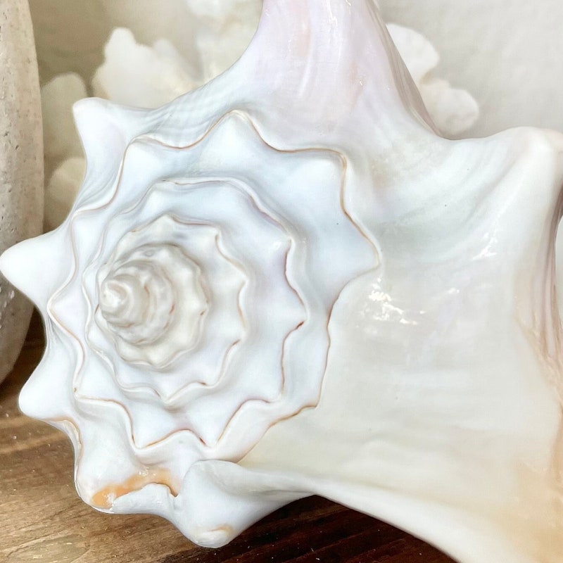 SanibelCoralandShell - Etsy