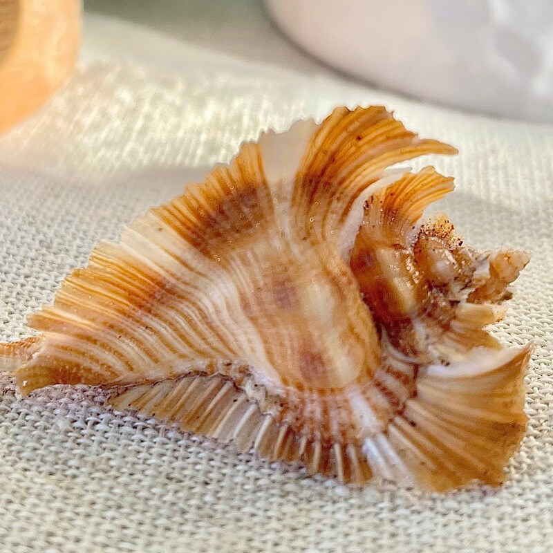 Rare Shells - Etsy