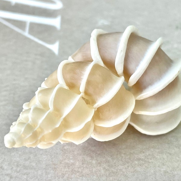 Wentletrap Seashell - Etsy